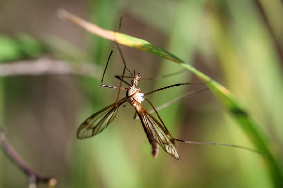Mosquito and Tick Control | The Turf Doctor