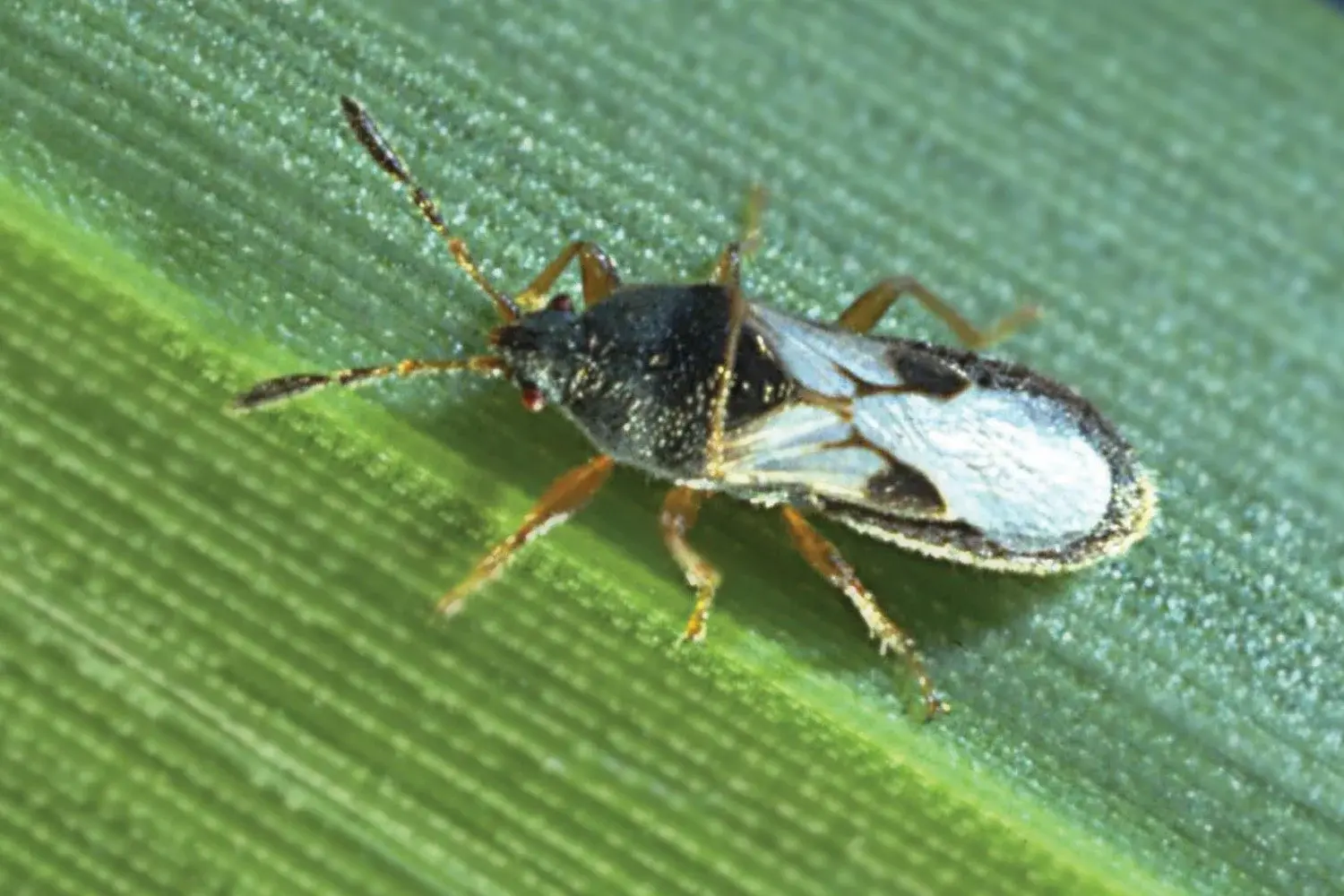 Surface feeding insects | The Turf Doctor